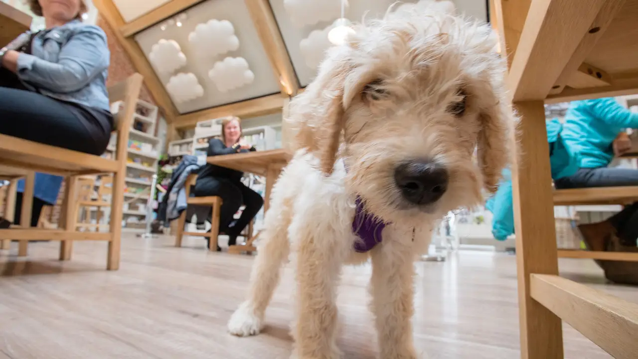 The Grange Restaurant at Hearing Dogs for Deaf People - Princes ...