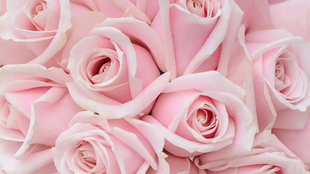 Rosé Bistro & Champagne Bar Restaurant - Atlanta, , GA | OpenTable