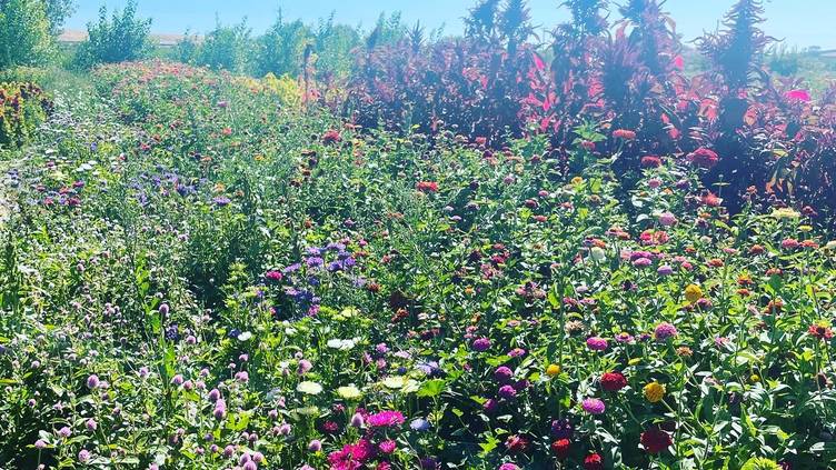 Peaceful Belly Farm | United States - Venue Report