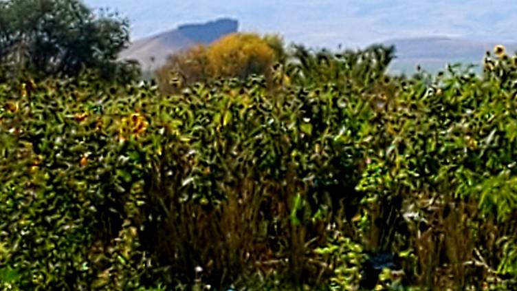 Peaceful Belly Farm | United States - Venue Report