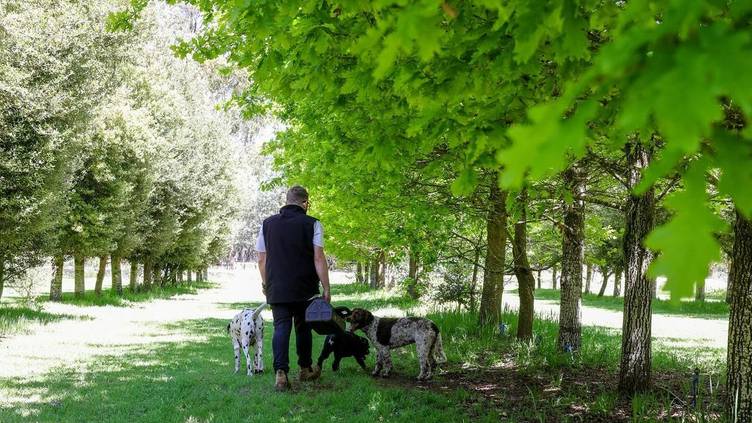 Black Cat Truffle By Liam Downes | Australia - Venue Report