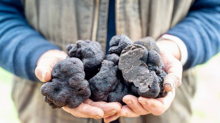Black Cat Truffle By Liam Downes | Australia - Venue Report