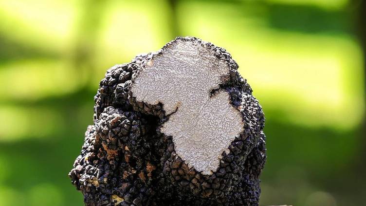 Black Cat Truffle By Liam Downes | Australia - Venue Report