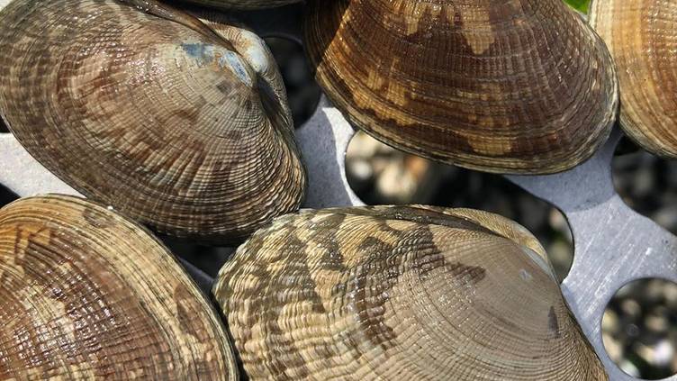 Westcott Bay Shellfish Co | Washington, Washington, United States ...