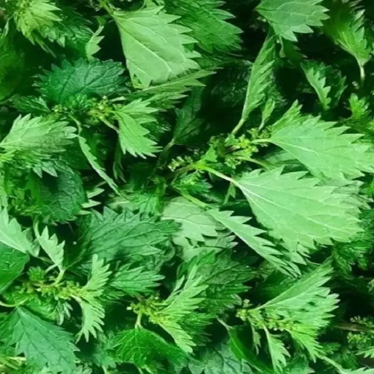 Restaurant fern - London | OpenTable