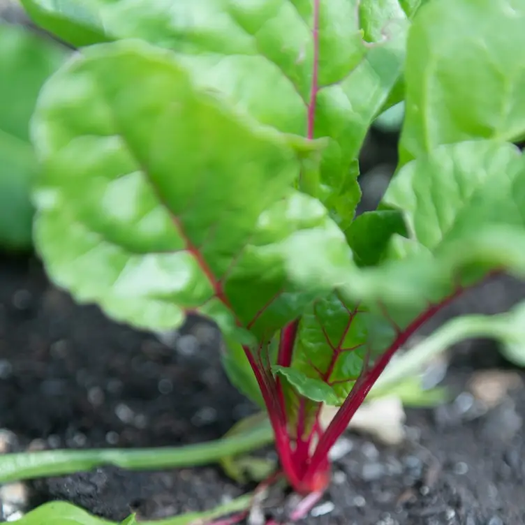 Restaurante The Buxted Inn - Uckfield, East Sussex | OpenTable